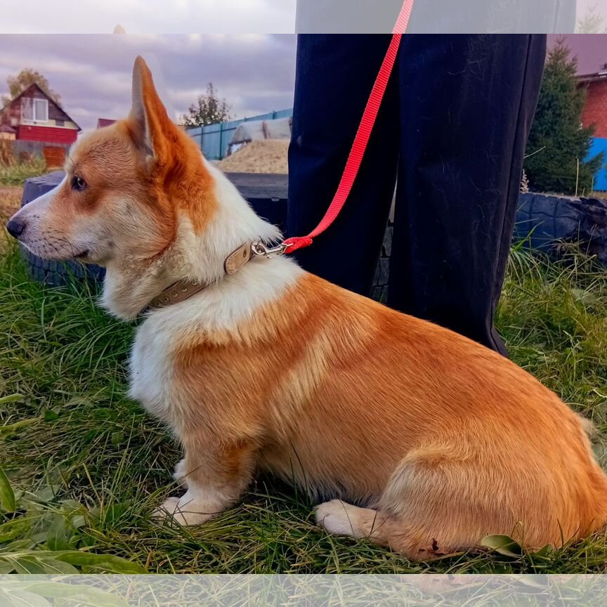 Вельш Корги Пемброк, вязка