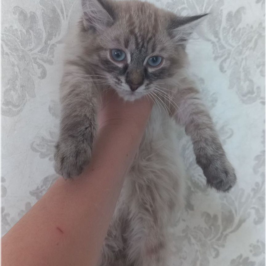 Невская маскарадная