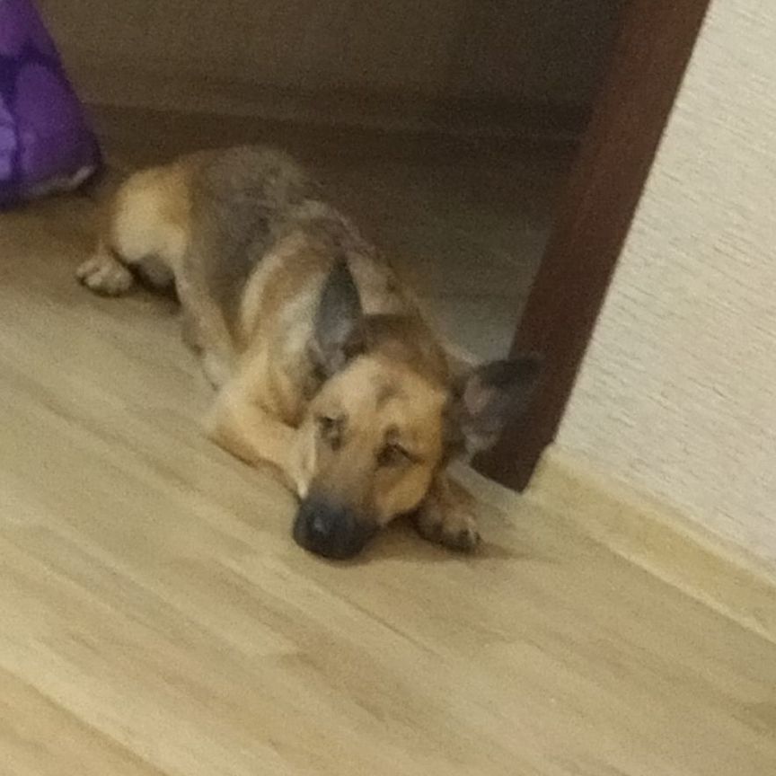 Собака в добрые руки