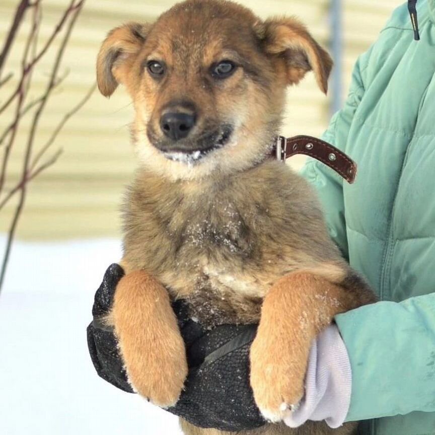 Яшка. Щенок. В добрые руки. Ищет дом