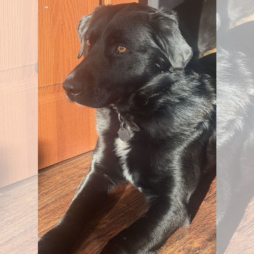 Лабрадор-ретривер, вязка