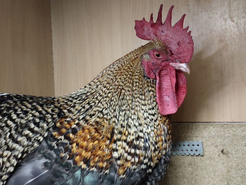 Петухи, несушки, молодки, циплята