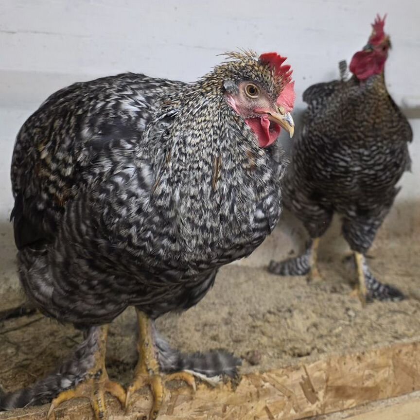 Петухи помесные кохинхин доминант