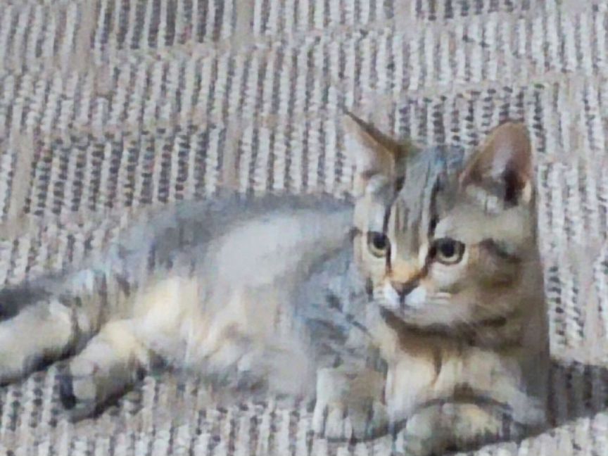 Котëнок манчкин