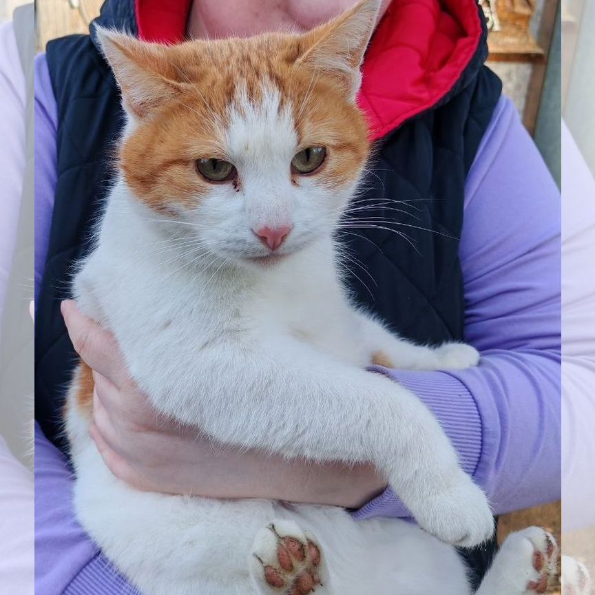 Взрослая, кошка в добрые руки