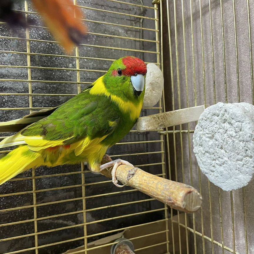 Попугай Какарик мальчик