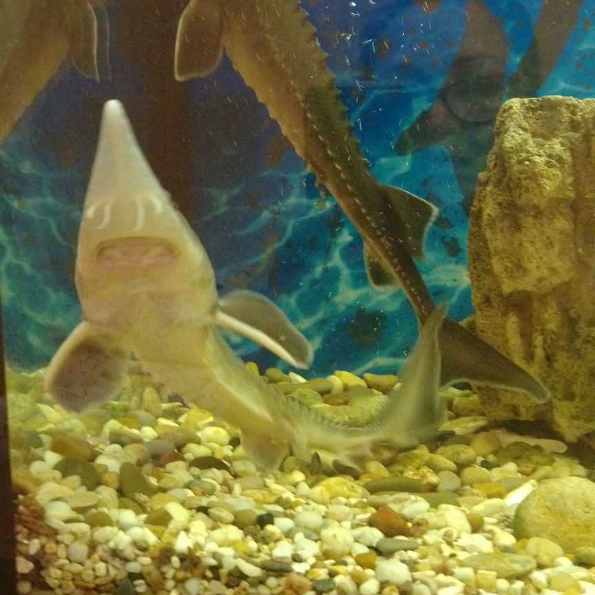 Аквариумная рыба