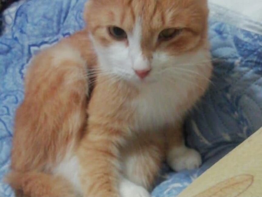 Рыжий вислоухий кот