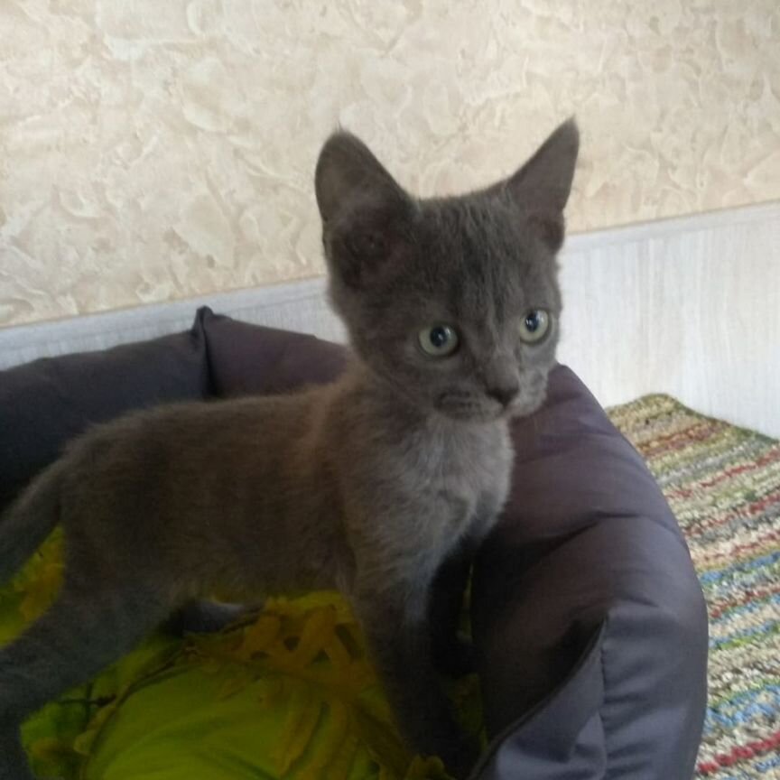 Котенок мальчик ищет дом