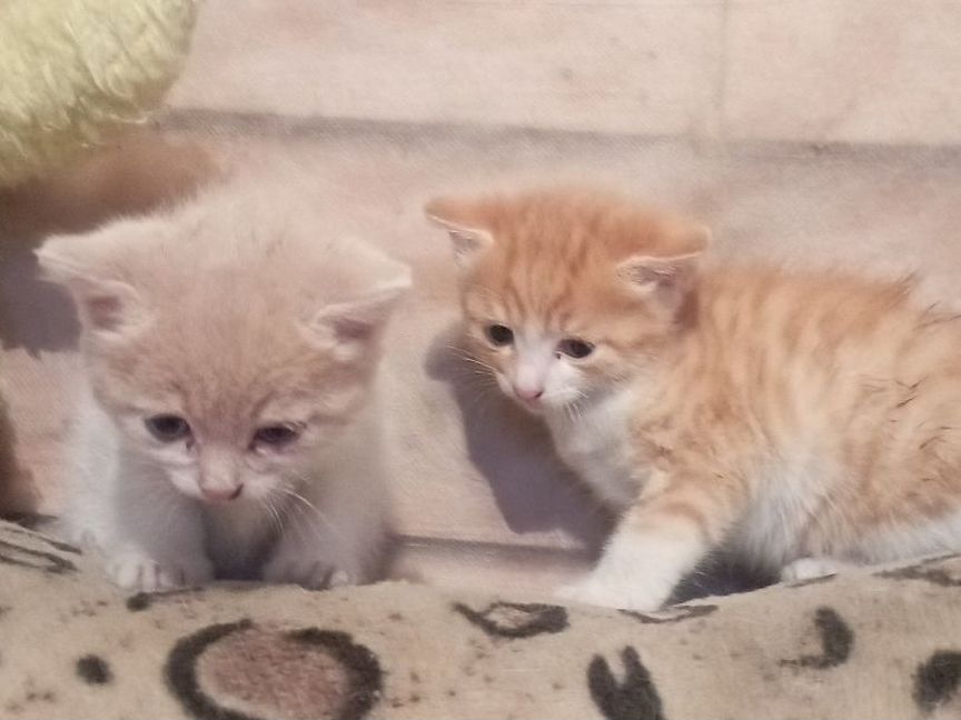 Домашние животные котята