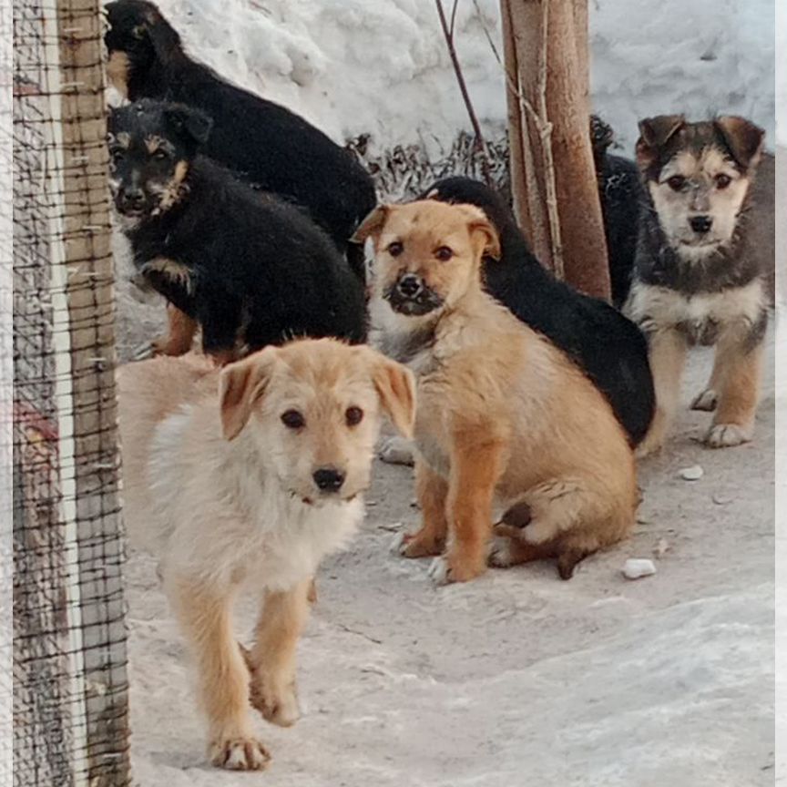 Щенок в добрые руки