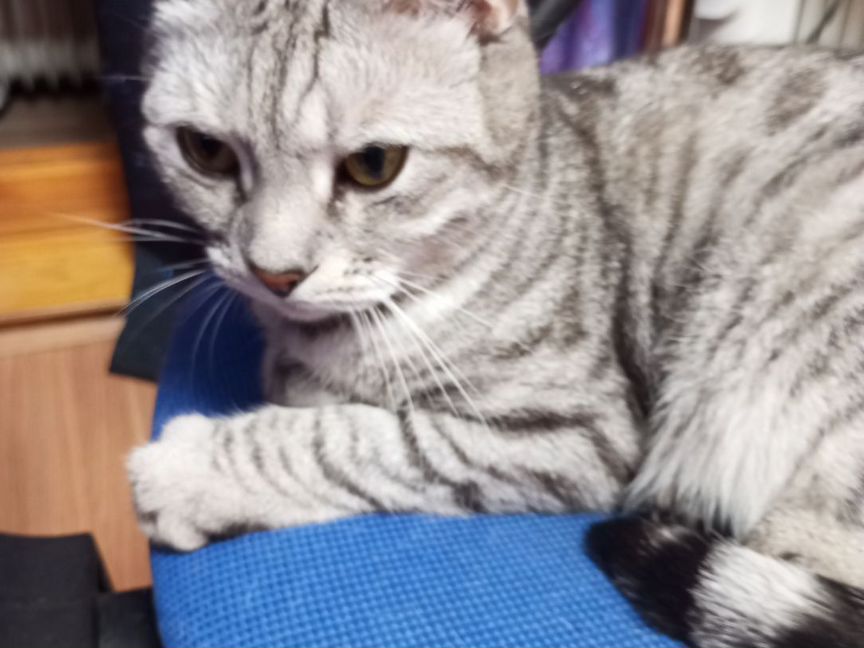 Шотландский кот в очень добрые руки