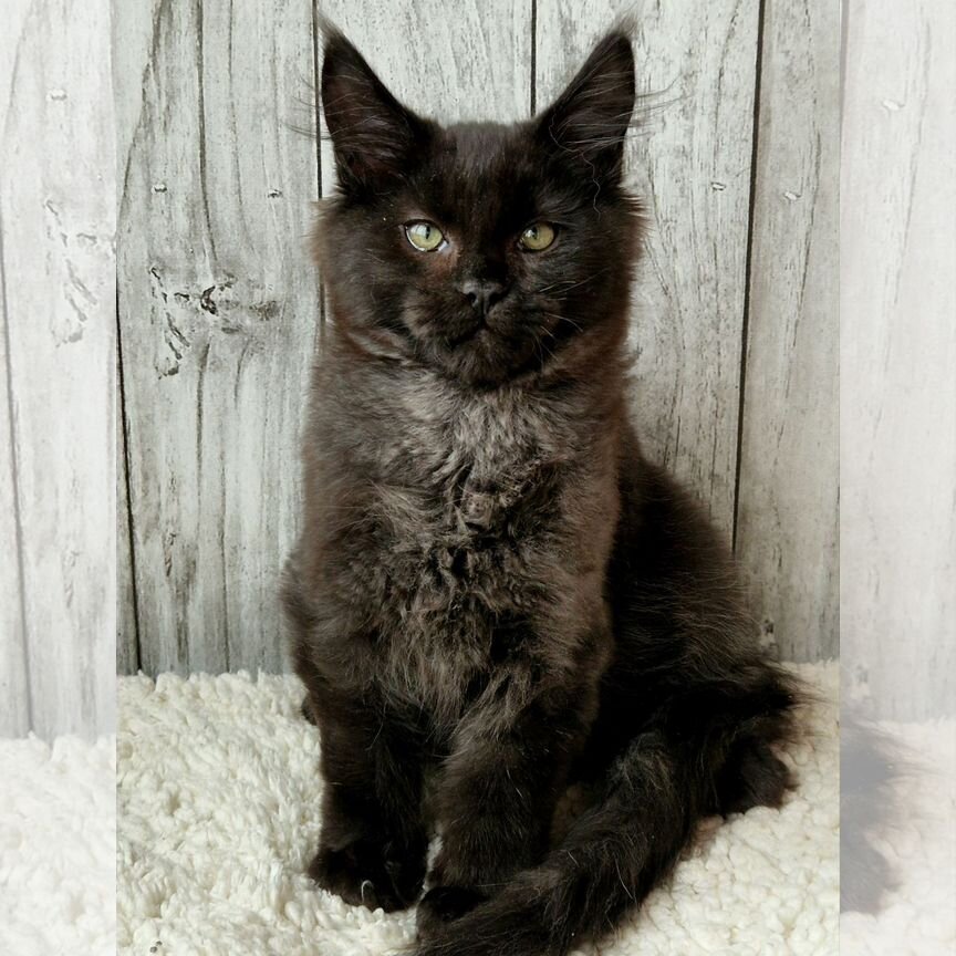 Мейн-кун котёнок