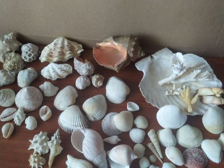 Ракушки морские