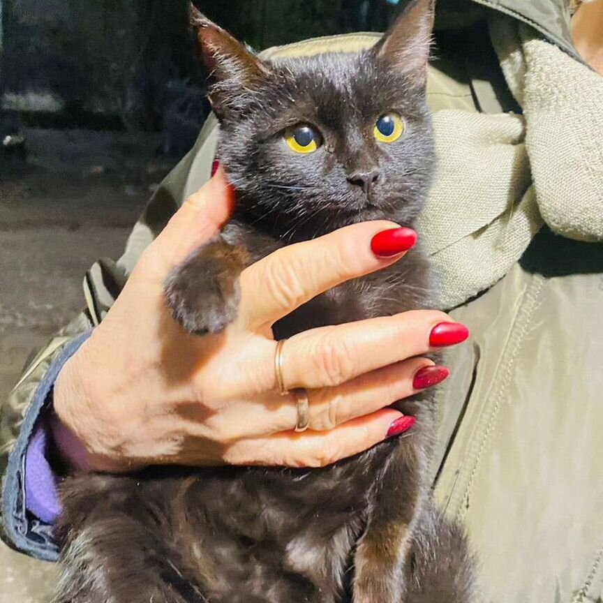 Котенок в добрые руки
