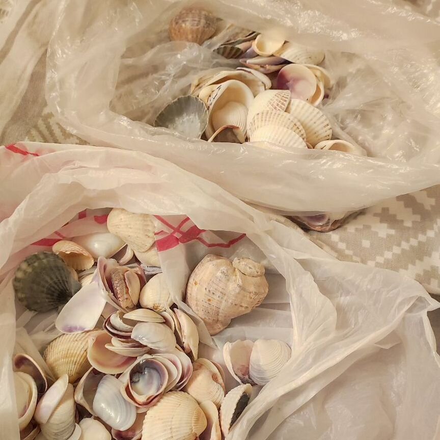 Ракушки морские бесплатно