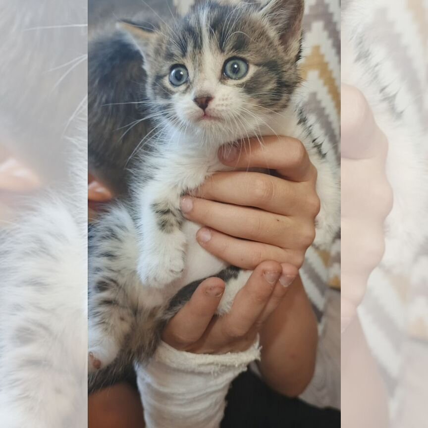 Котёнок в добрые руки
