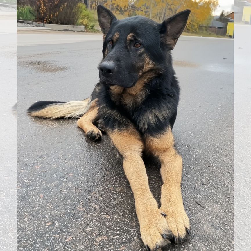 Восточноевропейская овчарка, взрослый пёс