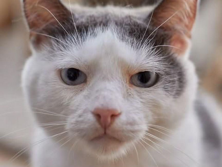 Ищем хозяина для котика Ошо