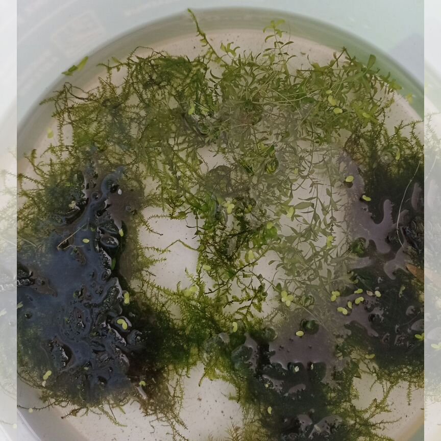 Аквариумные растения