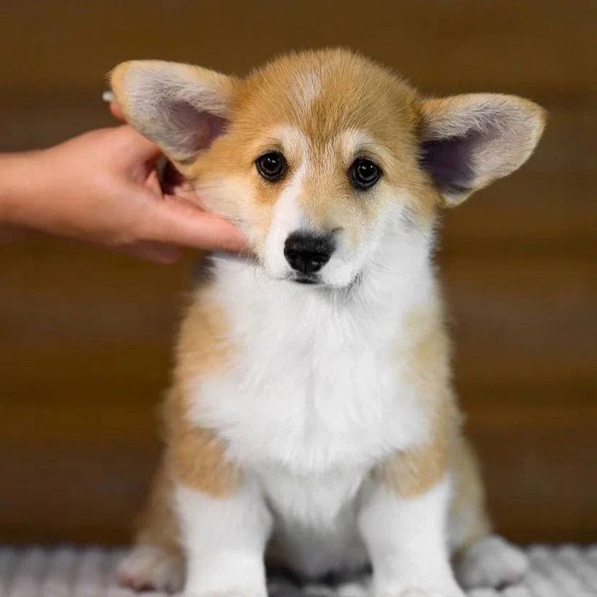 Вельш-корги пемброк