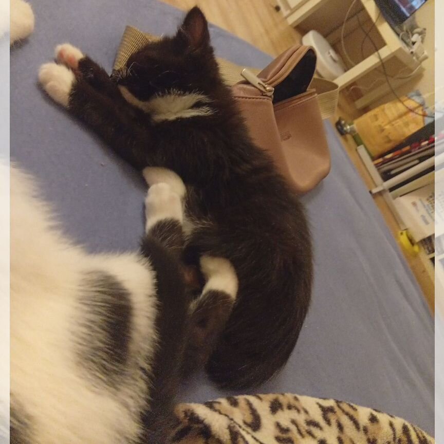 Милый котенок в добрые руки