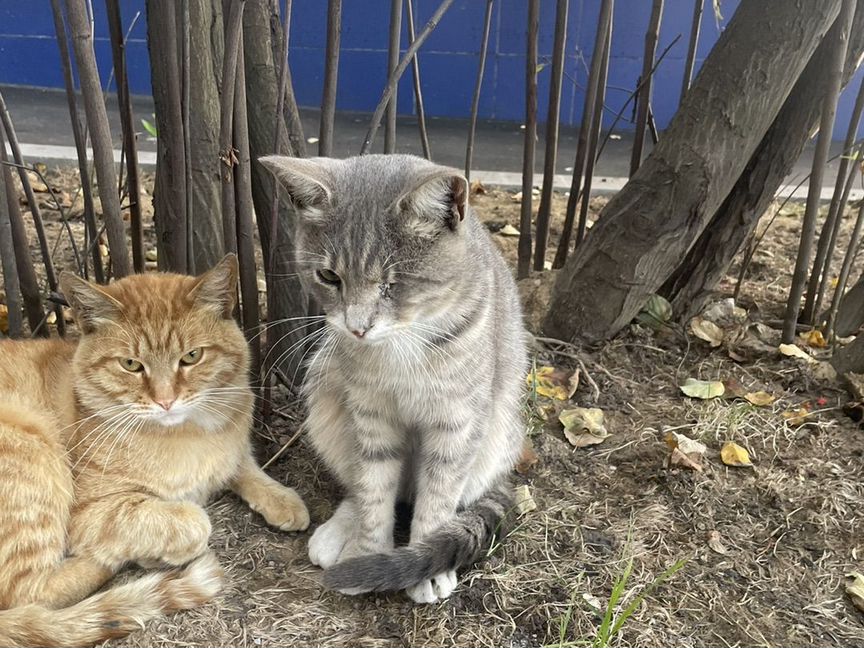 Кошка в дар бесплатно