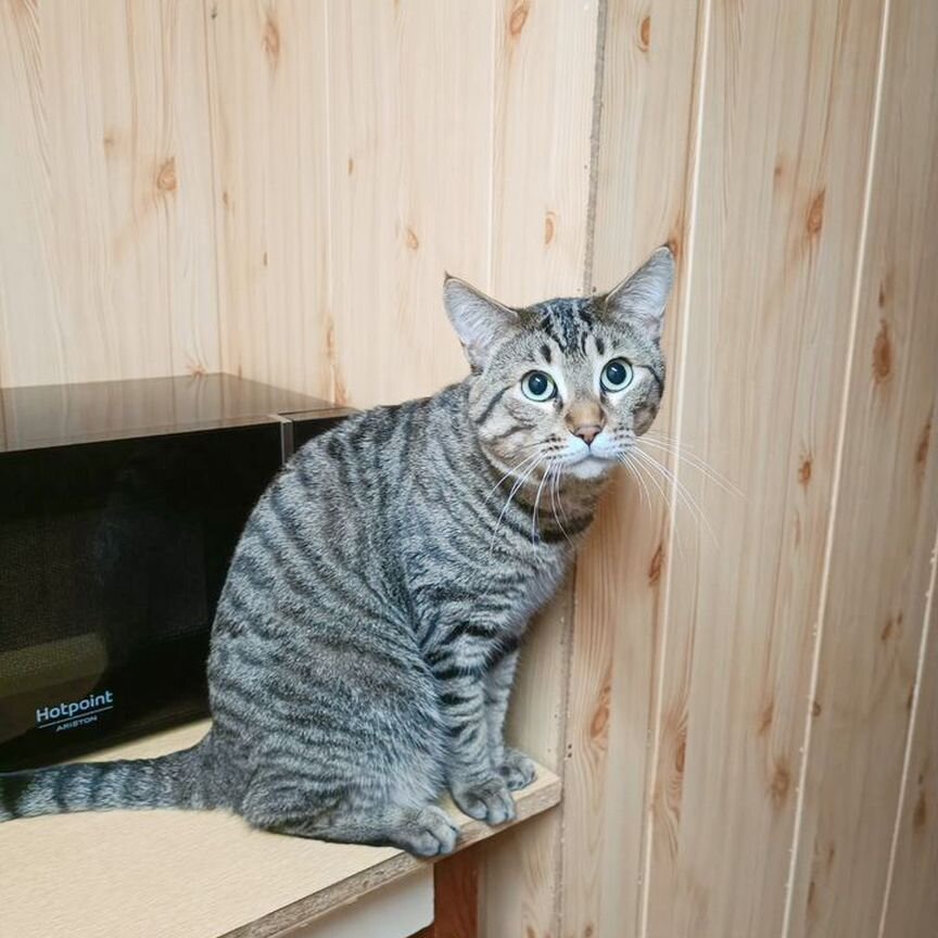 Бенгальские коты в полоску