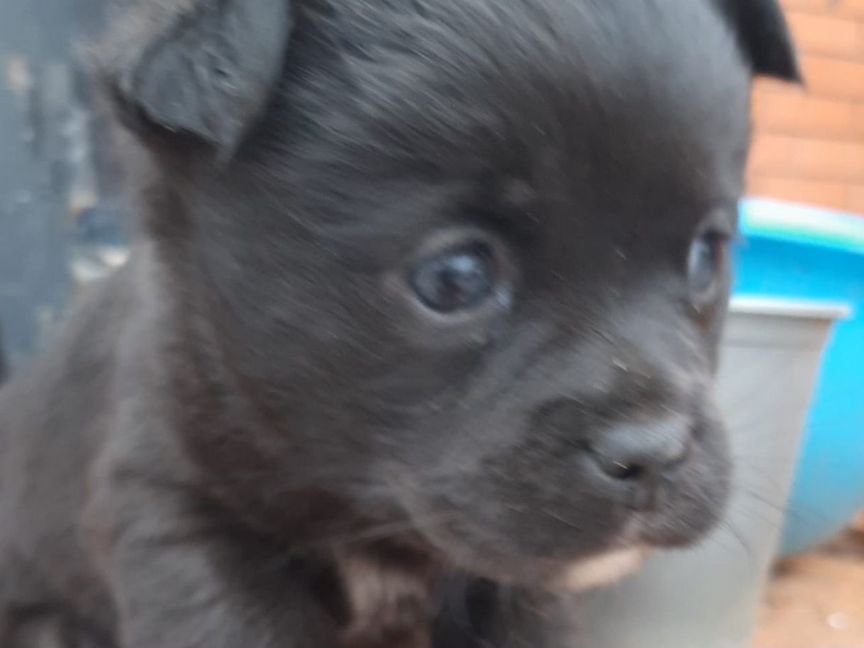 Маленькая собака в добрые руки