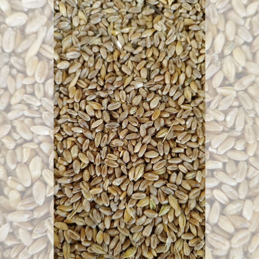 Пшеница для домашних грызунов