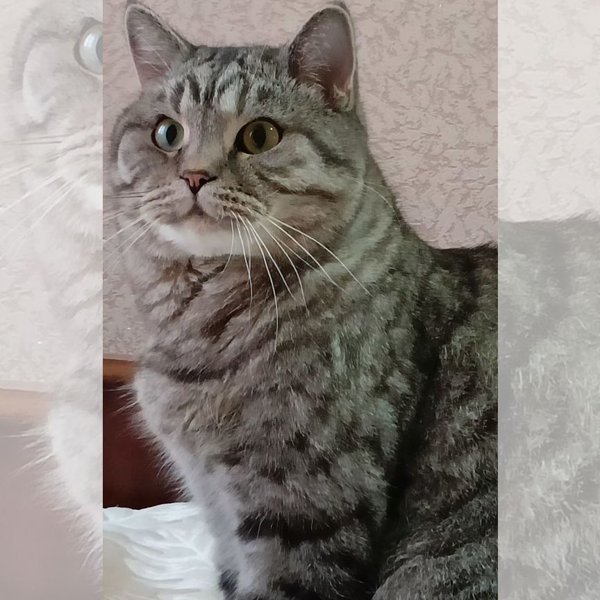 Коты в добрые руки