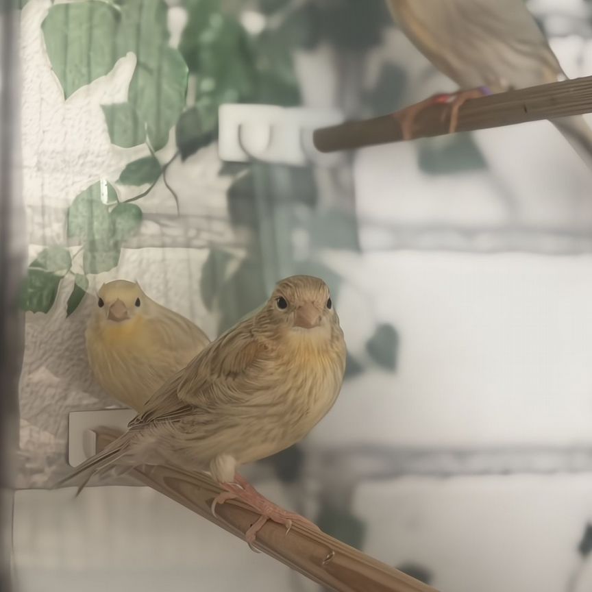 Канарека пара готовы