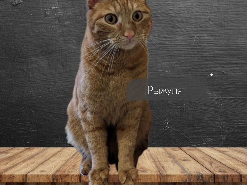 Котик Рыжулик ищет дом