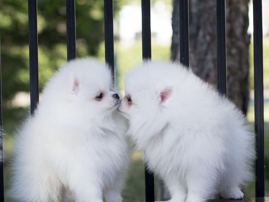 Щенки настоящие померанцы