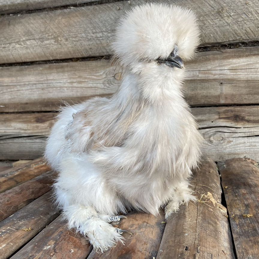 Петухи породные