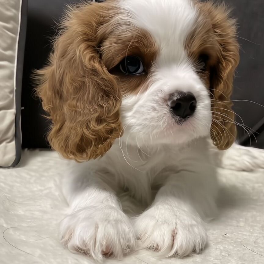 Кавалер кинг-чарльз-спаниель, щенок