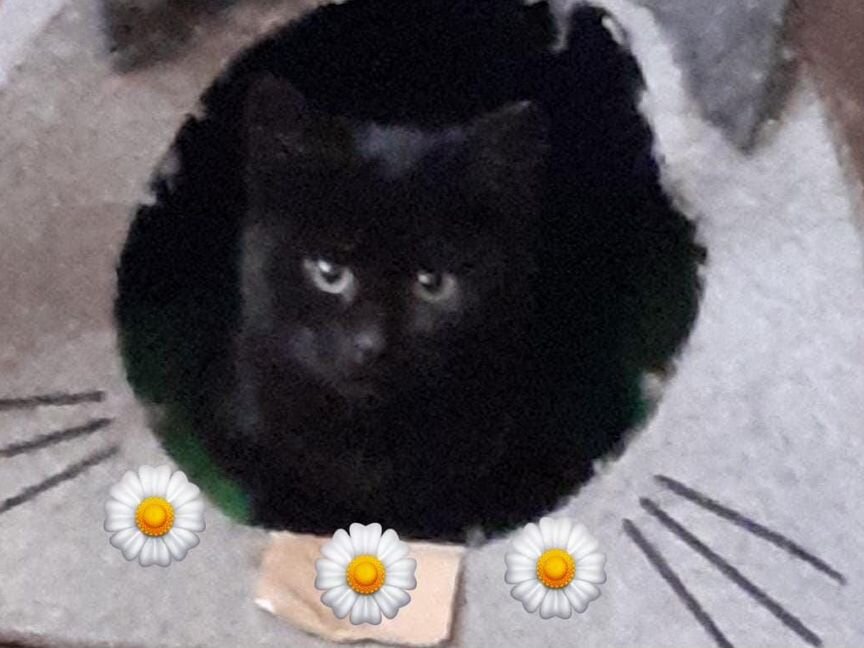 Котёнок алиса, около 3-х мес., черного окраса