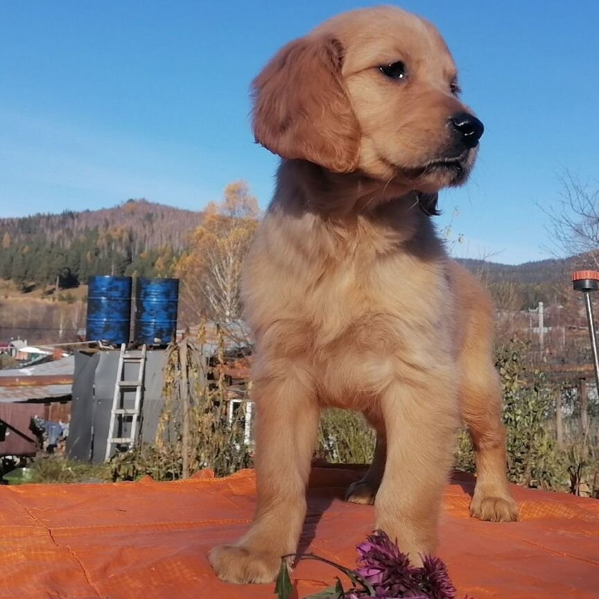 Золото