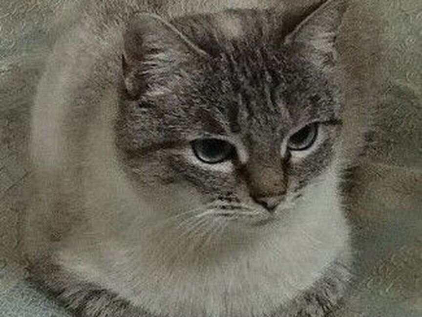 Кошка порода Охос Азулес