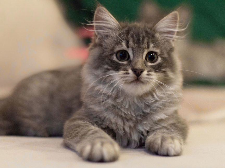 Сибирские котята