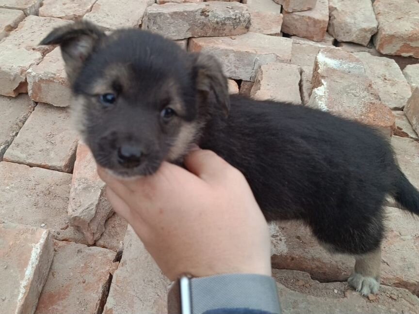 Дворовой пёс Матрос