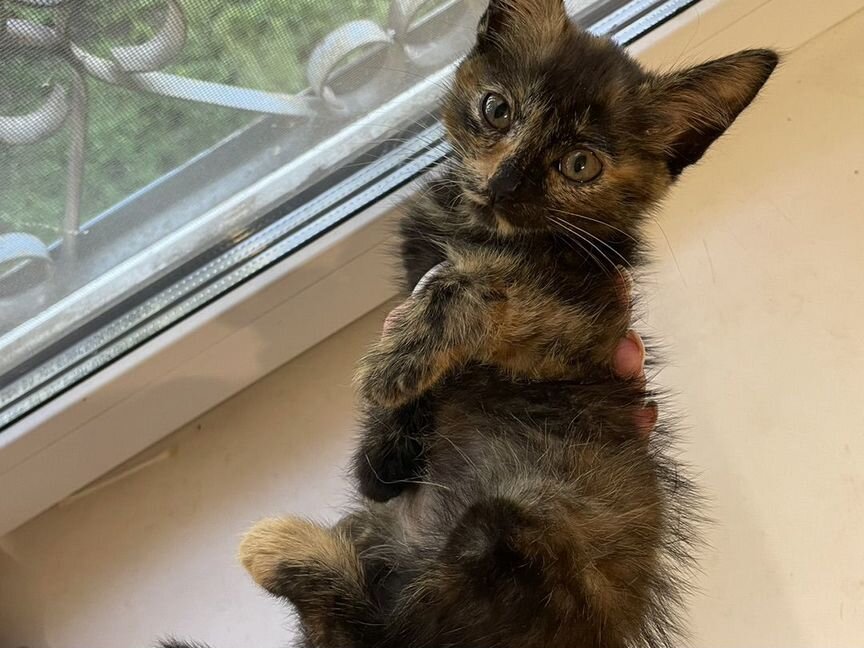 Котенок девочка