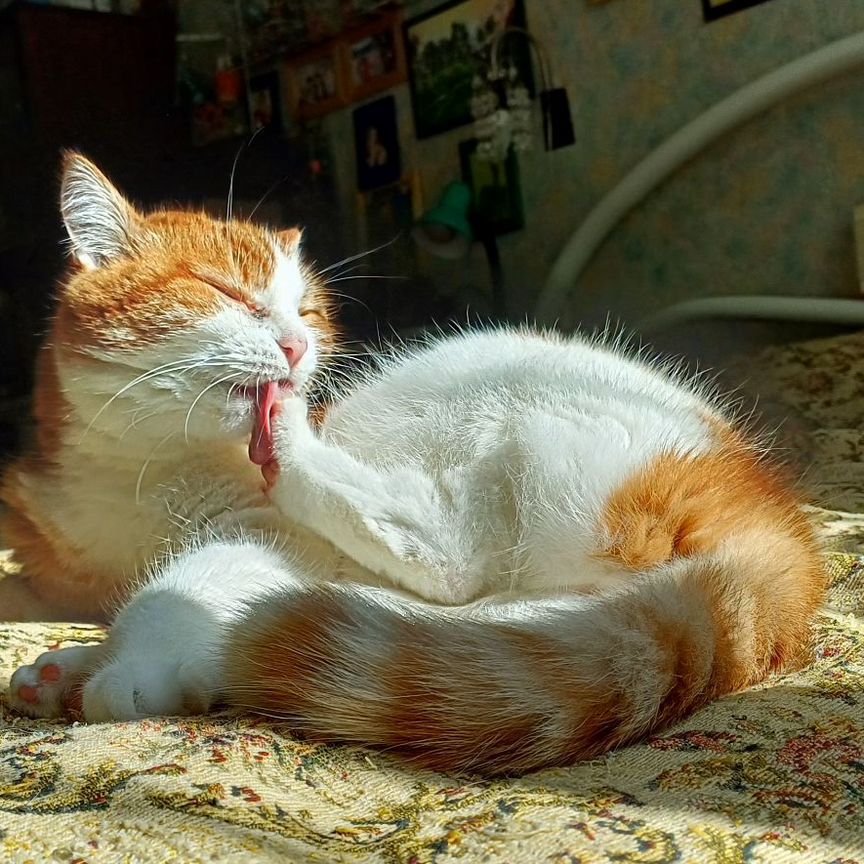 Кот