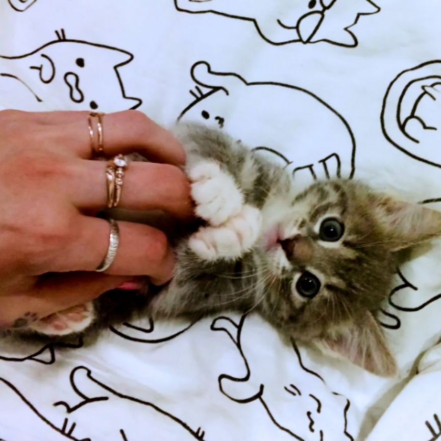 Котёнок в добрые руки