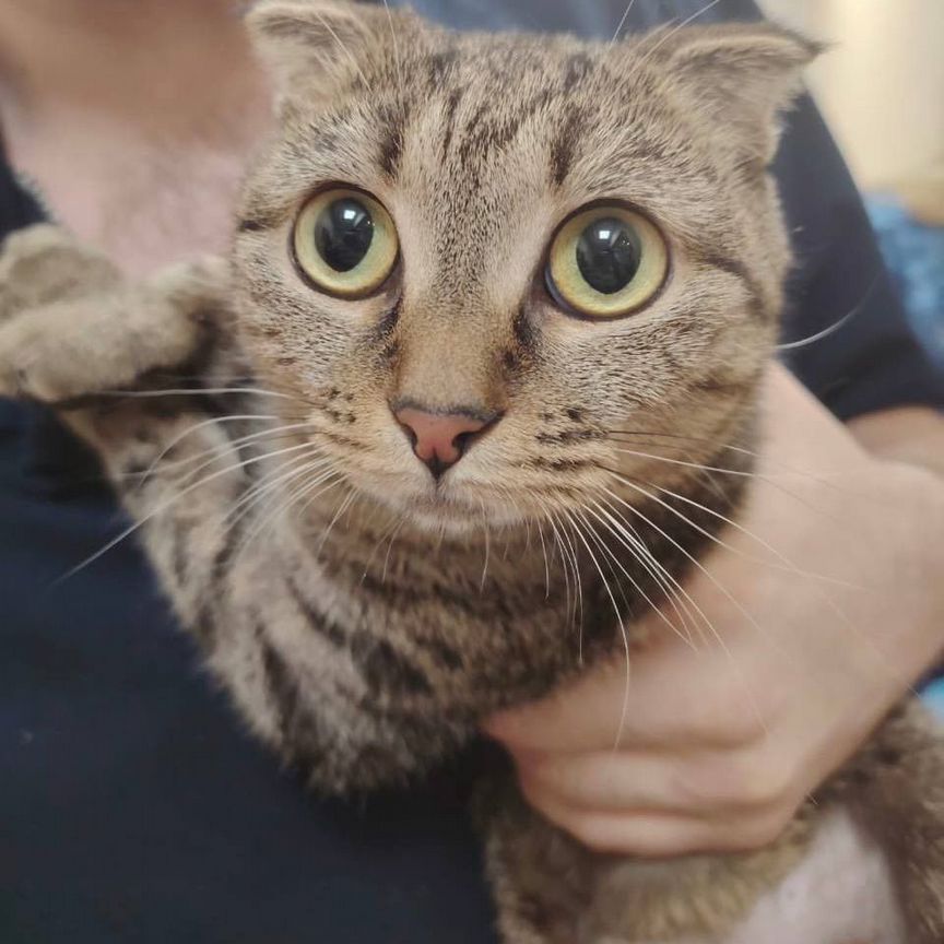 Вислоухая кошка