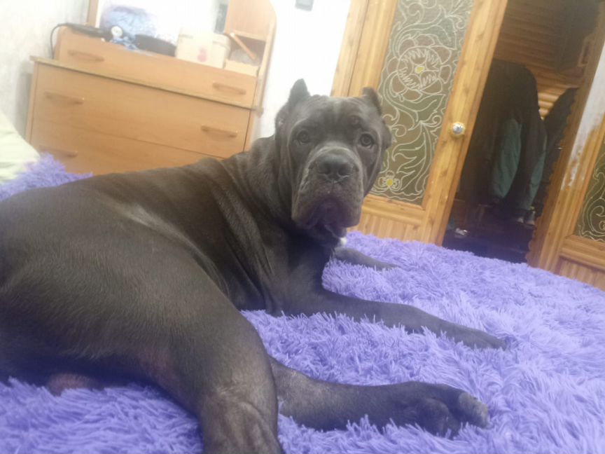 Кане Корсо в добрые руки