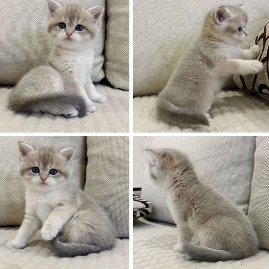 Шотландский вислоухий короткошёрстный котёнок