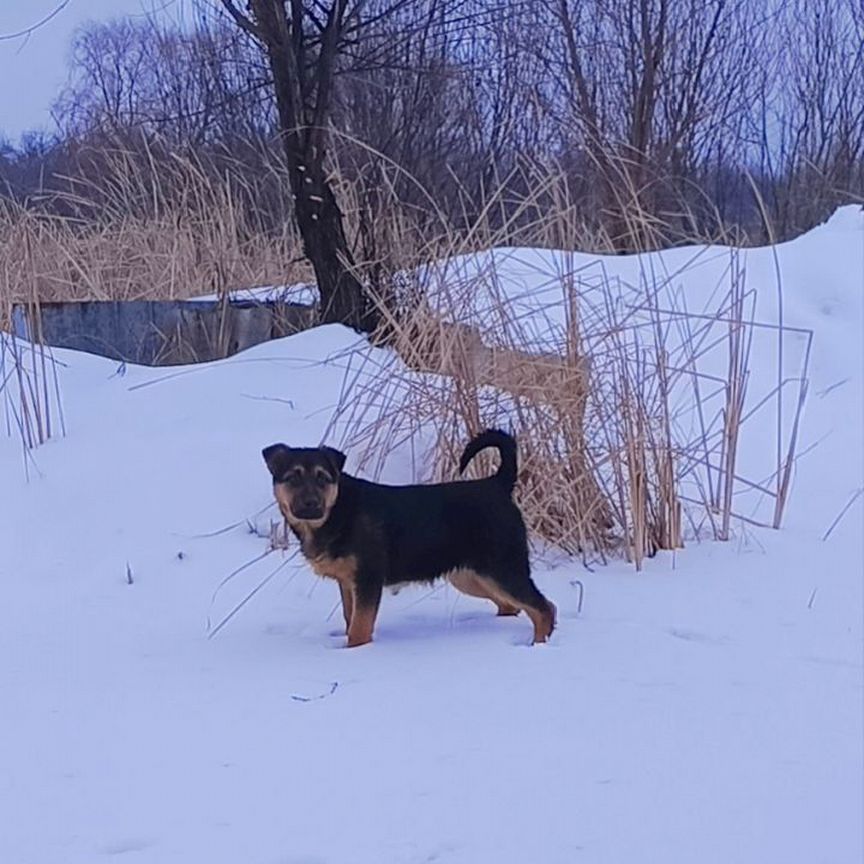 Отдам кутенка в добрые руки