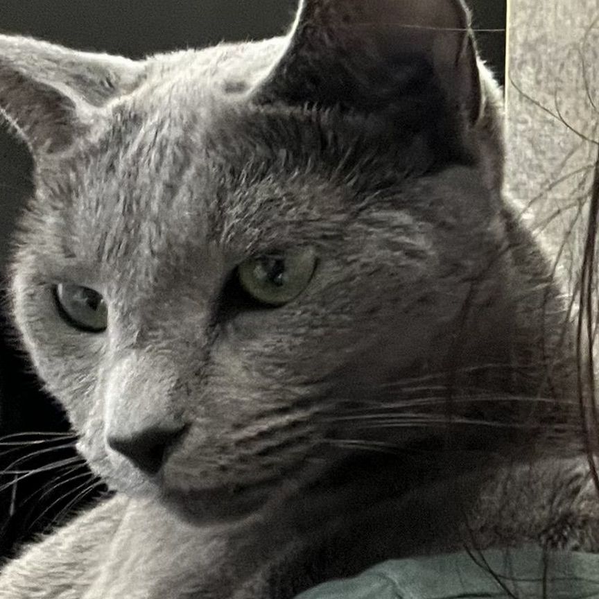Русская голубая кошка