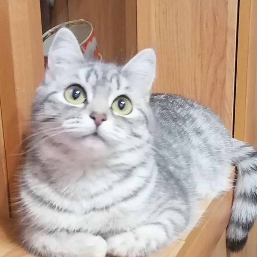 Кошка шотландская прямоухая